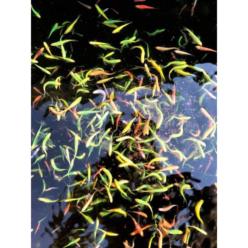 Jual ikan hias DANIO SLAYER MIX WARNA ISI 30 HEMAT ONGKIR | Shopee ...