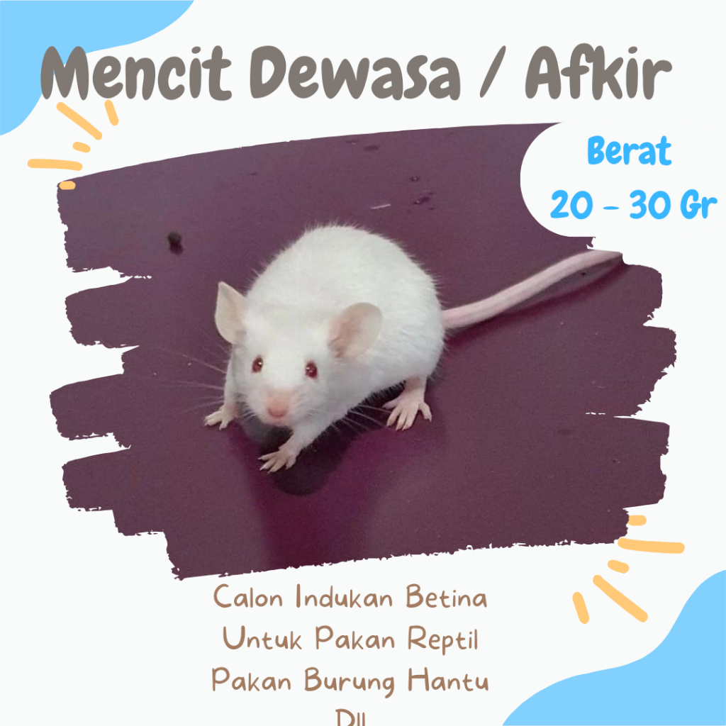 Jual TIKUS PUTIH MENCIT DEWASA ( 20 - 30 GRAM ) | Shopee Indonesia