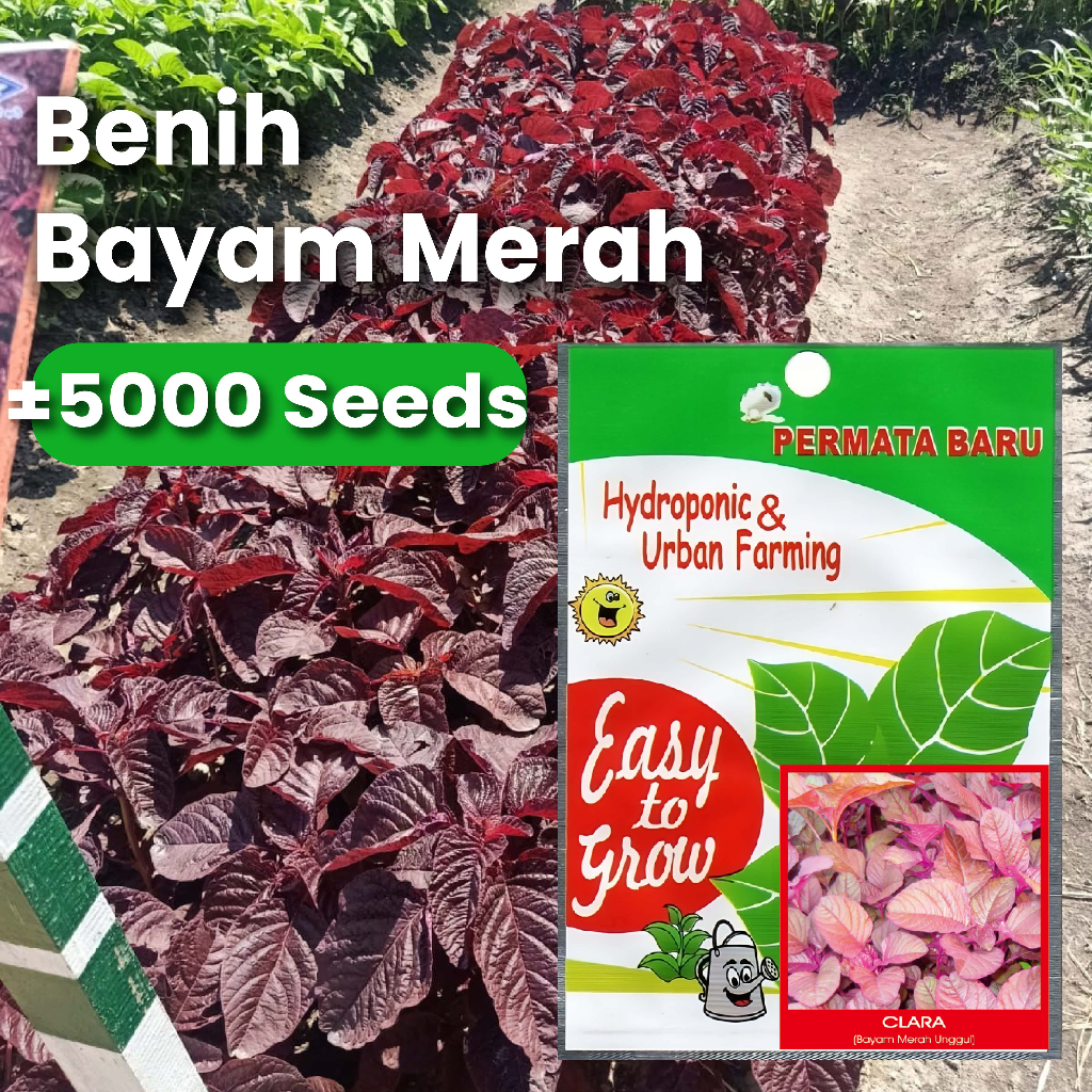 Jual Benih Bayam Merah Clara 5000 Butir Urban Farming | Shopee Indonesia
