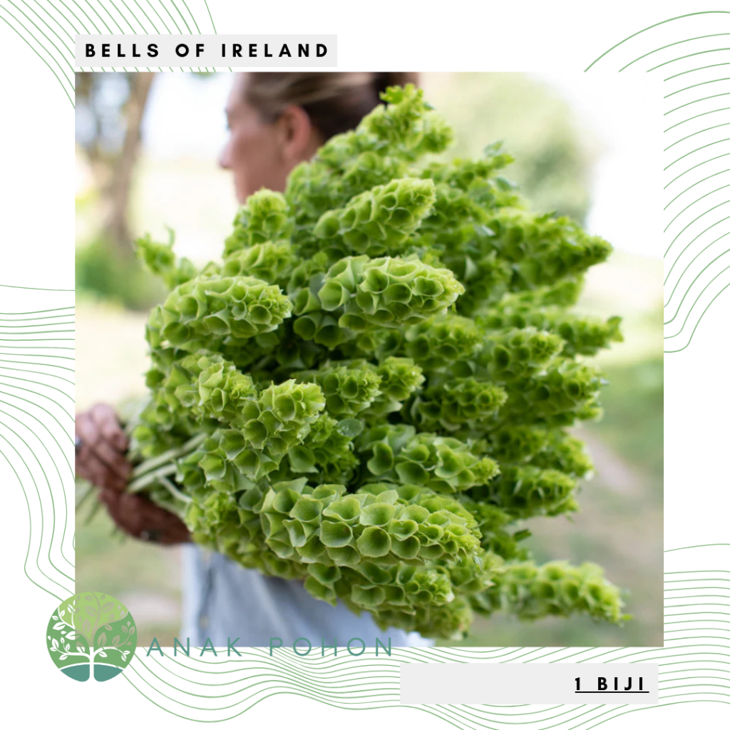 Jual Benih Bibit Biji - Bells of Ireland Bunga Lonceng Irlandia ...