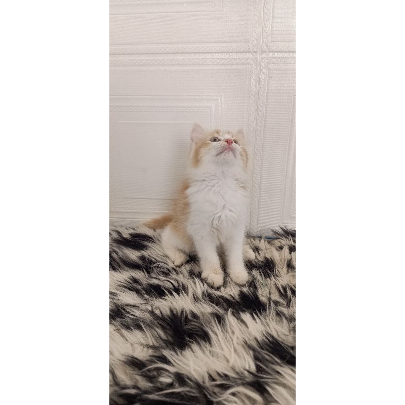 Jual Persia Oren putih super gemoy betina 2bln | Shopee Indonesia