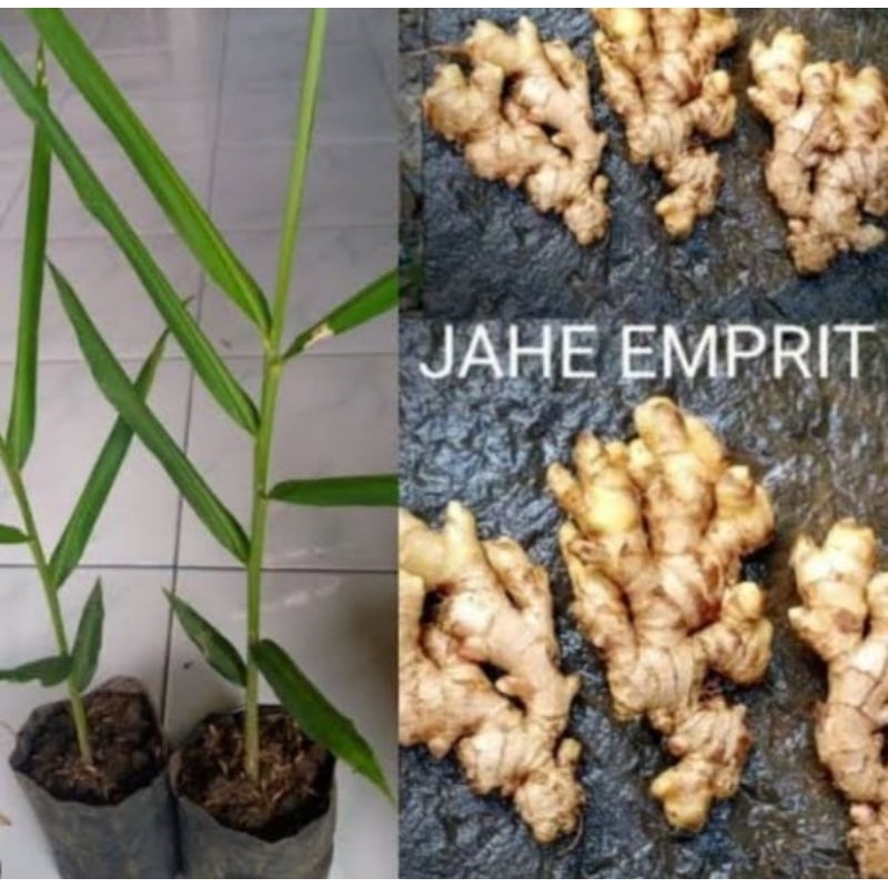 Jual Tanaman herbal jahe putih | Shopee Indonesia