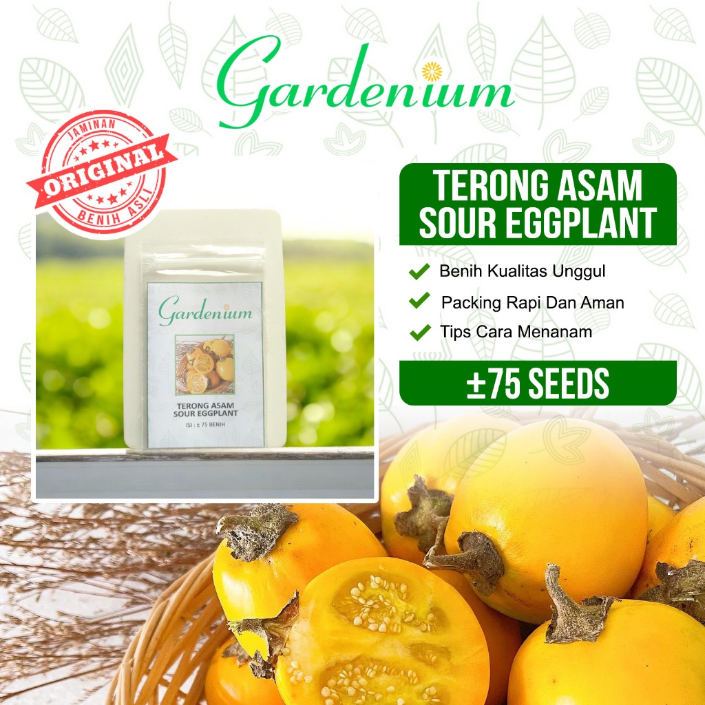Jual GARDENIUM Benih Terong Asam Terong Dayak Sour Eggplant | Shopee ...