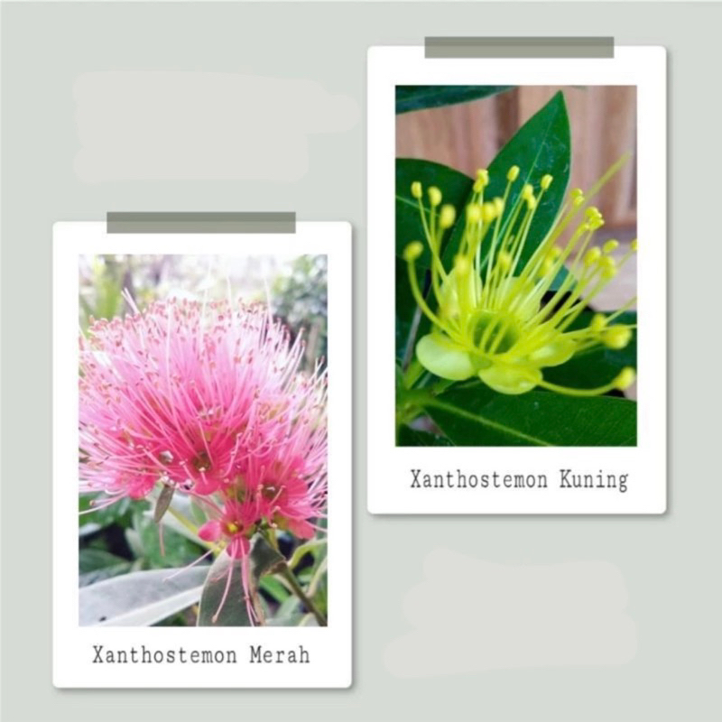 Jual PAKET TANAMAN HIAS XANTOS LEMON KUNING DAN MERAH - TANAMAN HIAS ...