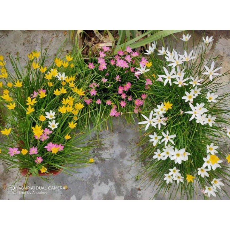 Jual paket 3 warna umbi tanaman rain lily bunga kuning putih pink/BUNGA ...