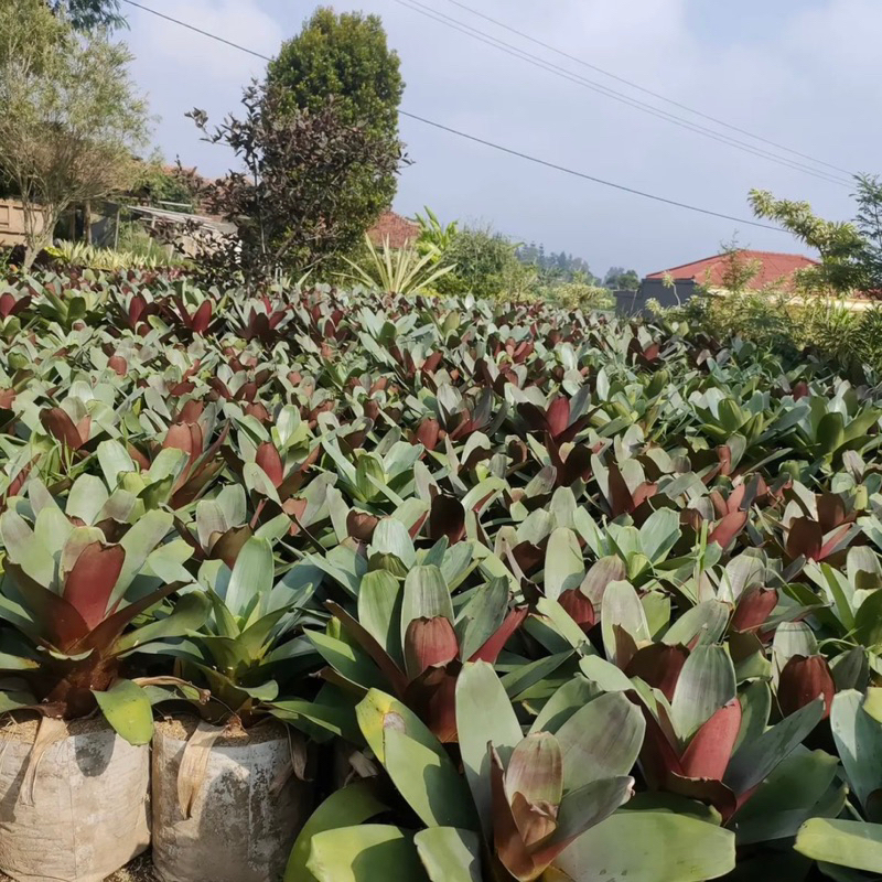Jual ( TERMURAH) Tanaman Hias Bromelia Giant Bromelia Besar Jumbo ...