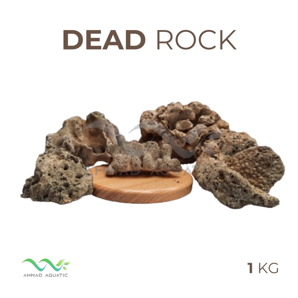 Jual Batu Dead Rock atau Karang Mati Hiasan Aquarium/Aquascape | Shopee ...