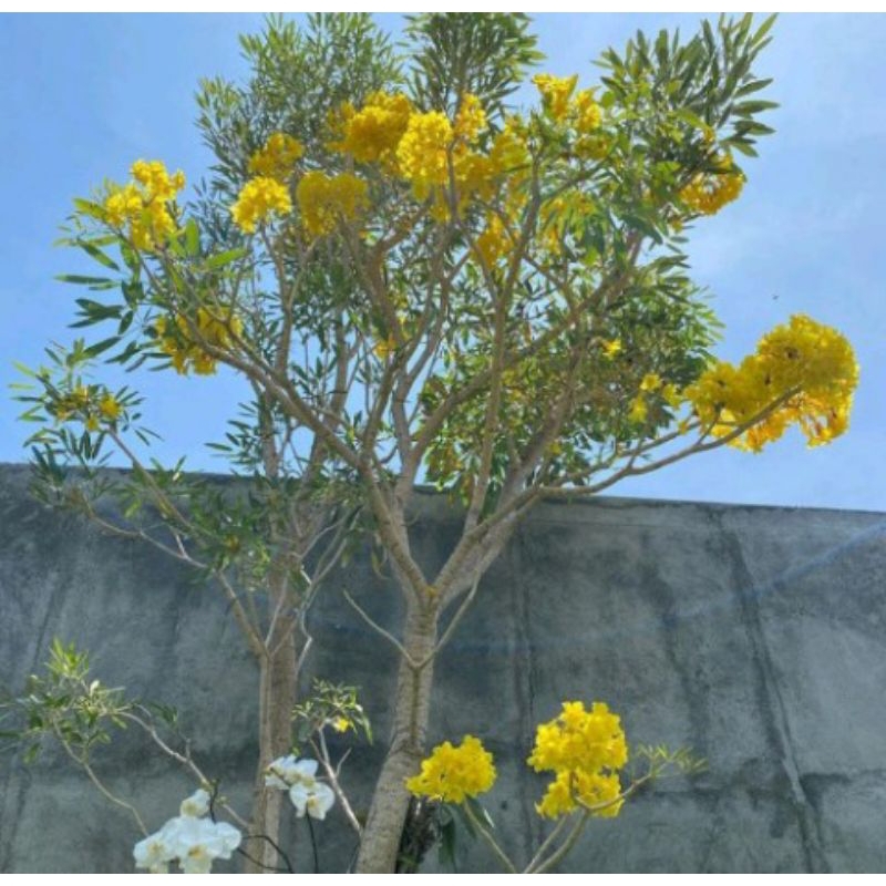 Jual tabebuya bunga kuning / pohon tabebuya bunga kuning bibit | Shopee ...
