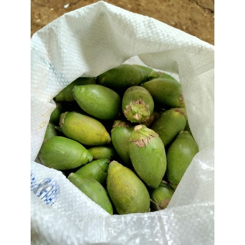 Jual Buah Pinang Muda Segar 1kg berkualitas | Shopee Indonesia