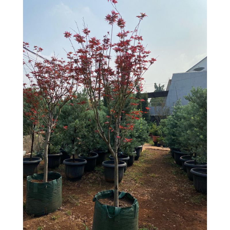 Jual Pohon red maple jepang tinggi 1,5 meter// Tanaman hias MAPLE ...