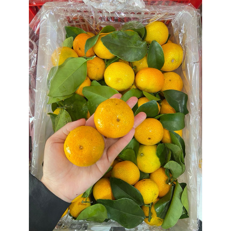 Jual 1 karton @6kg hampers buah jeruk shantang birma madu (tanpa daun ...