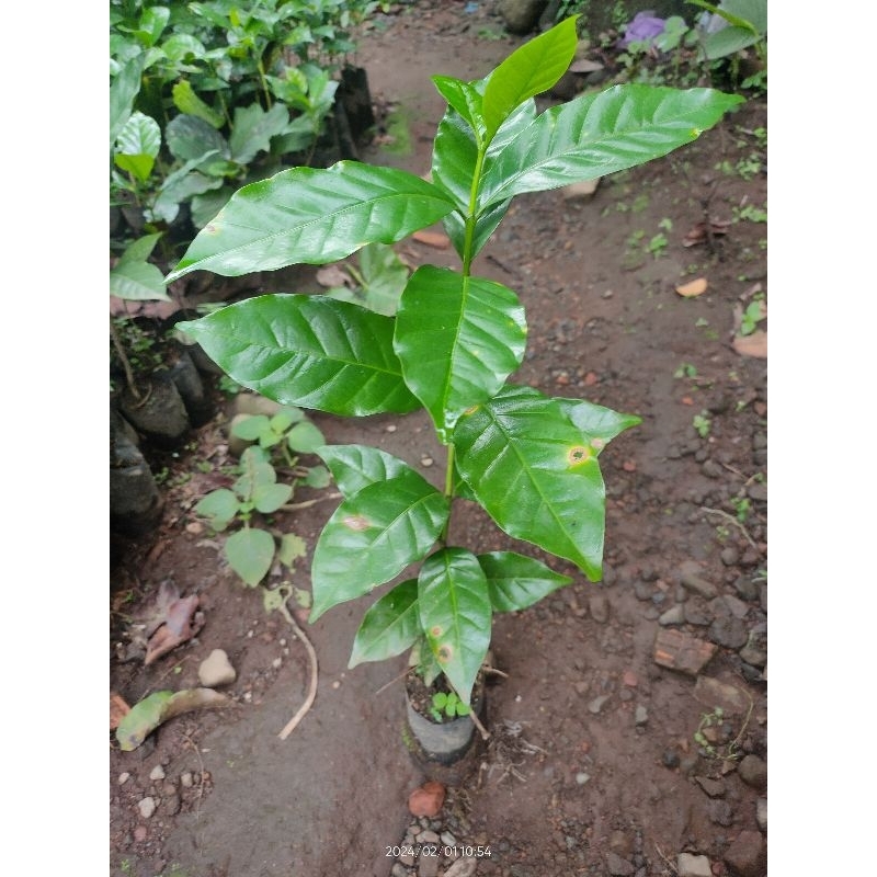 Jual Bibit Pohon Kopi Arabika Bibit Pohon Kopi Siap Tanam Shopee 7271