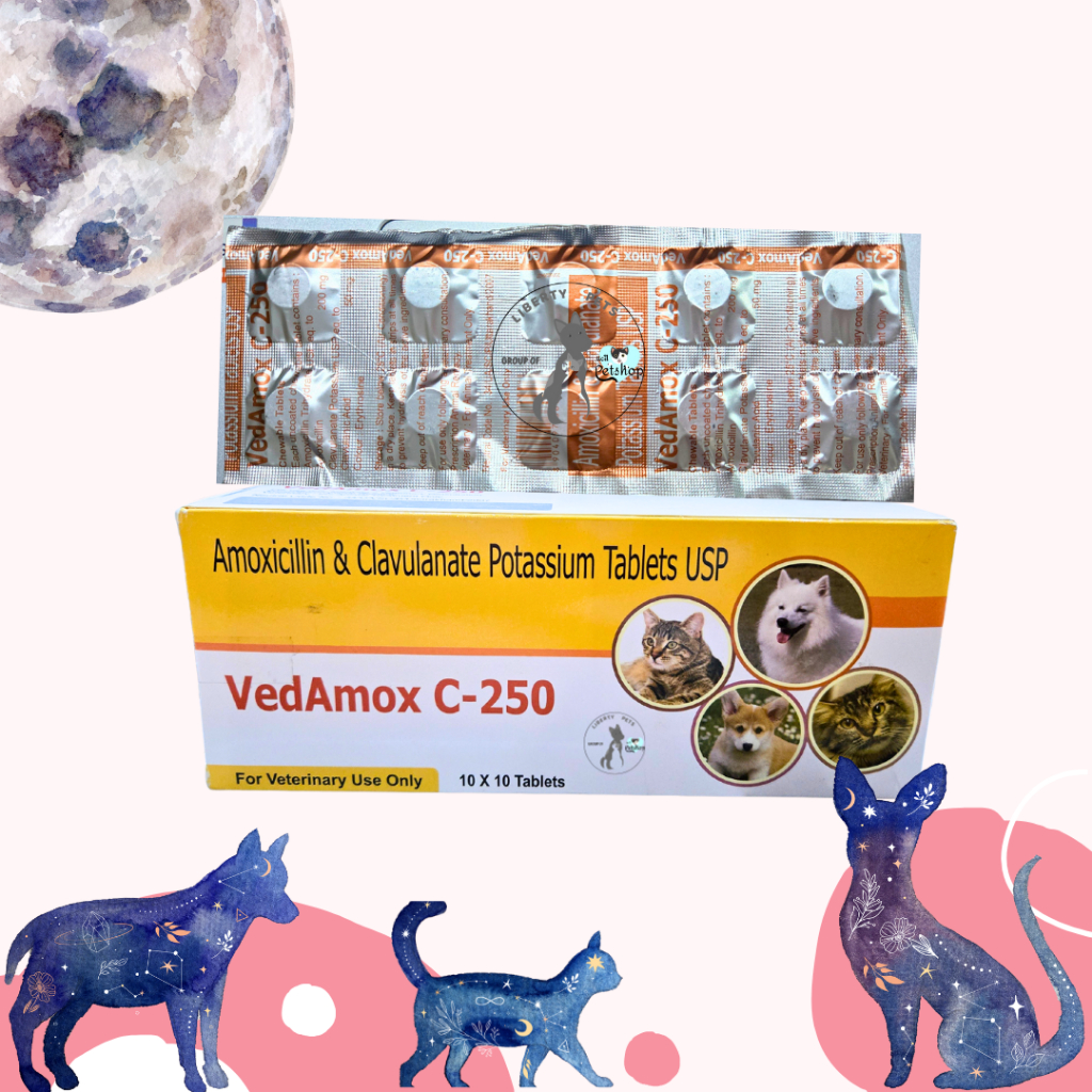 Jual VedAmox C-250 Chewable Tablet Kunyah (1 BOX = 100 Tablet) Infeksi ...
