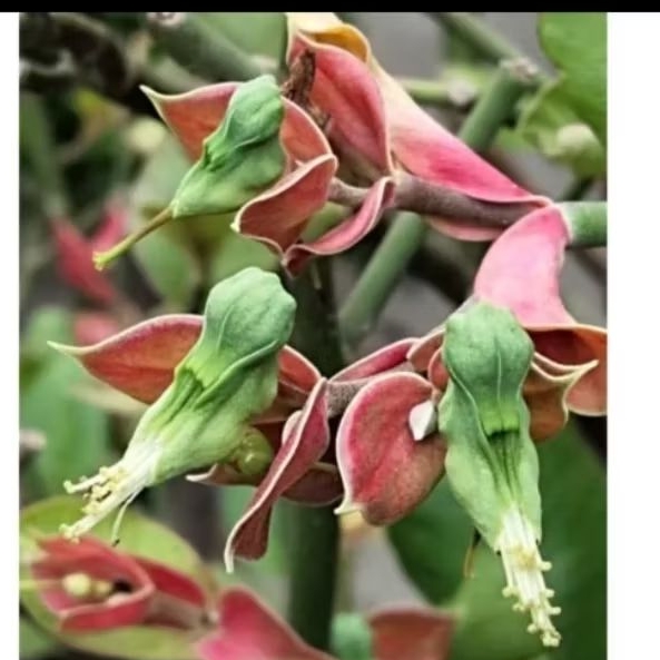 Jual tanaman bunga cucak Rowo | Shopee Indonesia