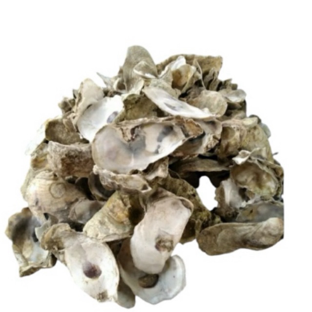 Jual Cangkang oyster shell kulit kerang tiram media filter kolam koi ...