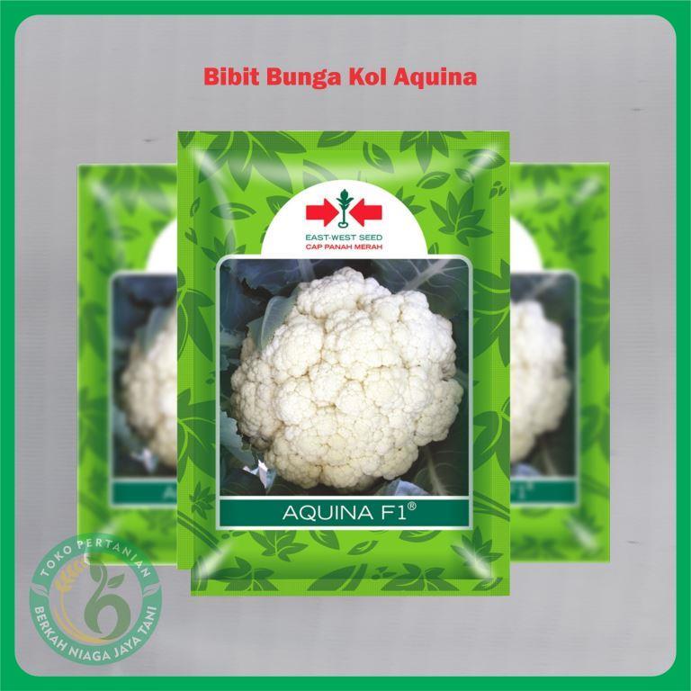 Jual Benih Bunga Kol Aquina F1 10 gram panah merah bibit sayur kembang ...
