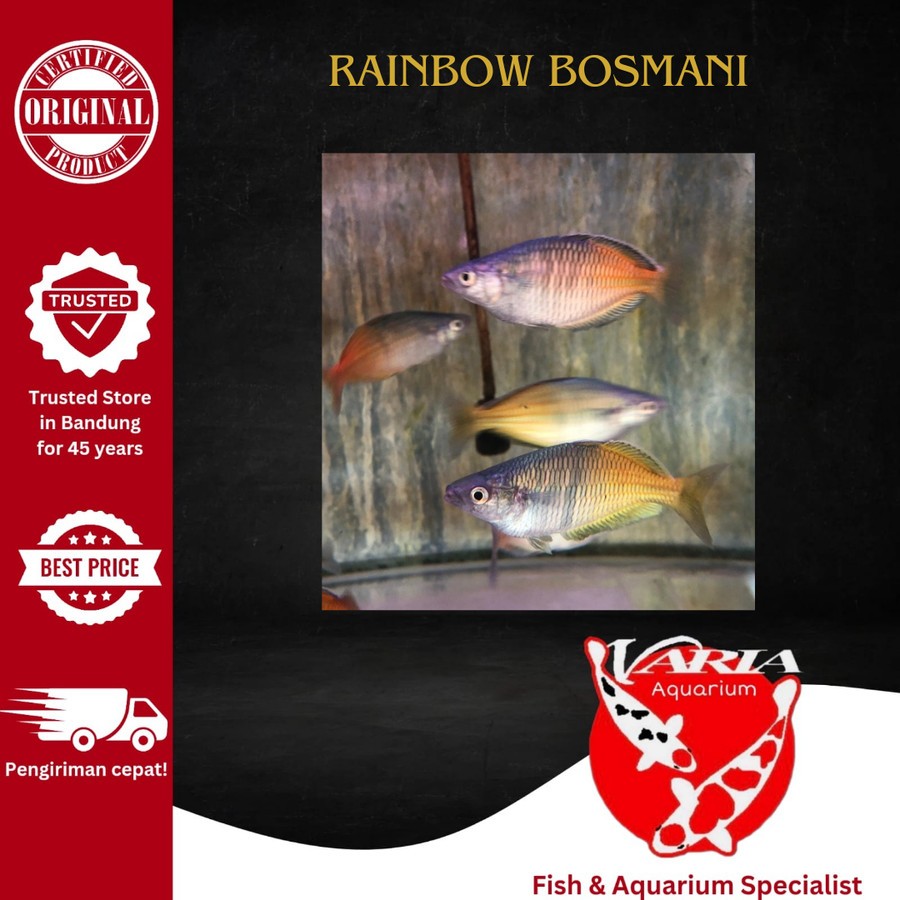 Jual Ikan Hias Rainbow Bosmani Ikan Hias Aquarium Aquascape Rainbow ...