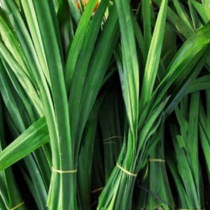 Jual daun pandan wangi suji segar 1 ikat isi 15 lembar | Shopee Indonesia