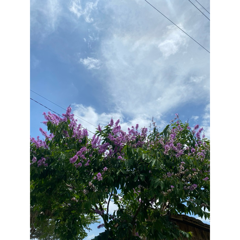 Jual pohon bunga bungur 2-3 meter ungu mirip tabebuya pohon perindang ...