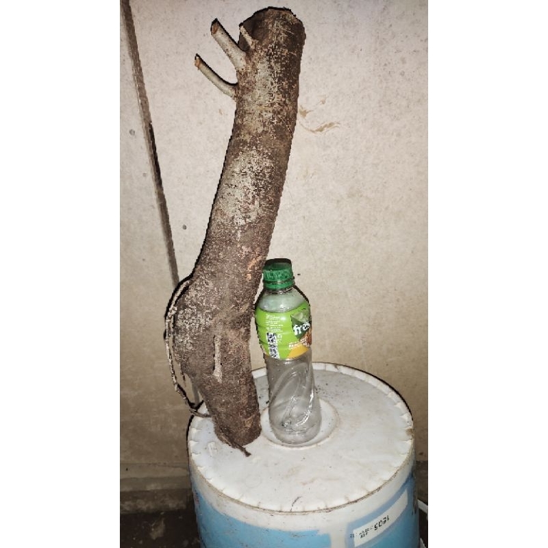 Jual bahan bonsai rukem realpic sesuai gambar 2kg | Shopee Indonesia