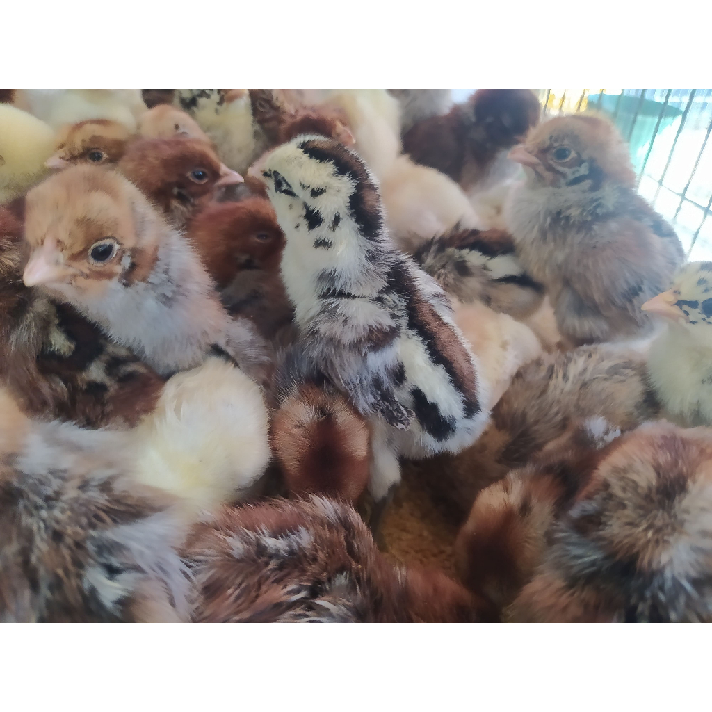 Jual Doc ayam kampung arab anak ayam kampung arab 1 box isi 102 ekor ...