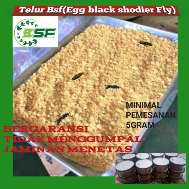Jual TELUR MAGGOT BSF PAKET 100 GRAM | Shopee Indonesia