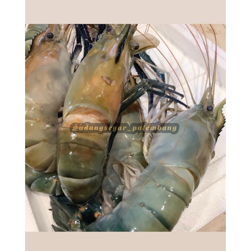 Jual KEPALA UDANG GALAH 500 gr | Shopee Indonesia