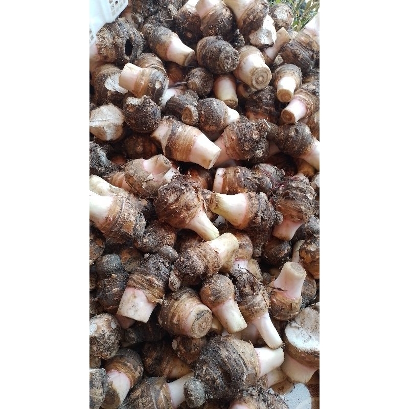 Jual umbi talas/bentol 5kg | Shopee Indonesia