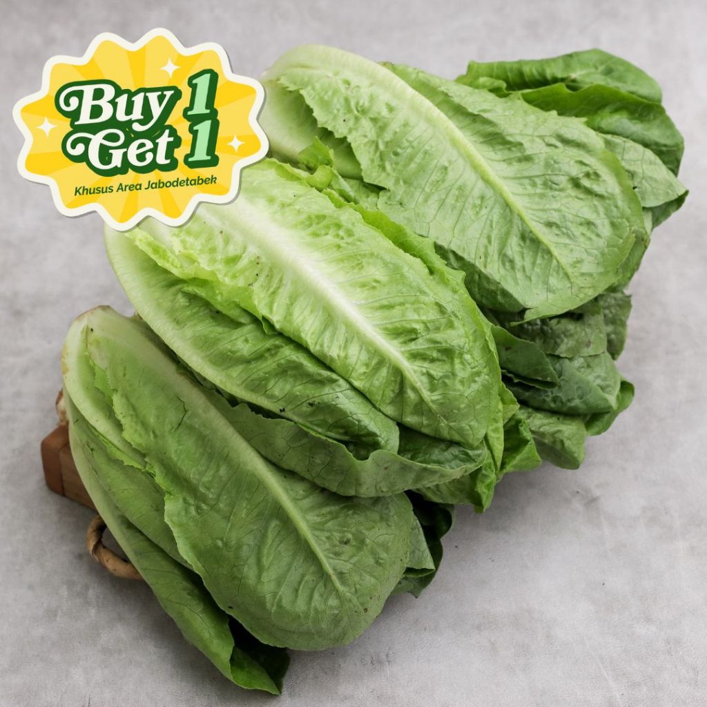 Jual Selada Romaine B1G1 Konvensional 500 gram Sayurbox | Shopee Indonesia