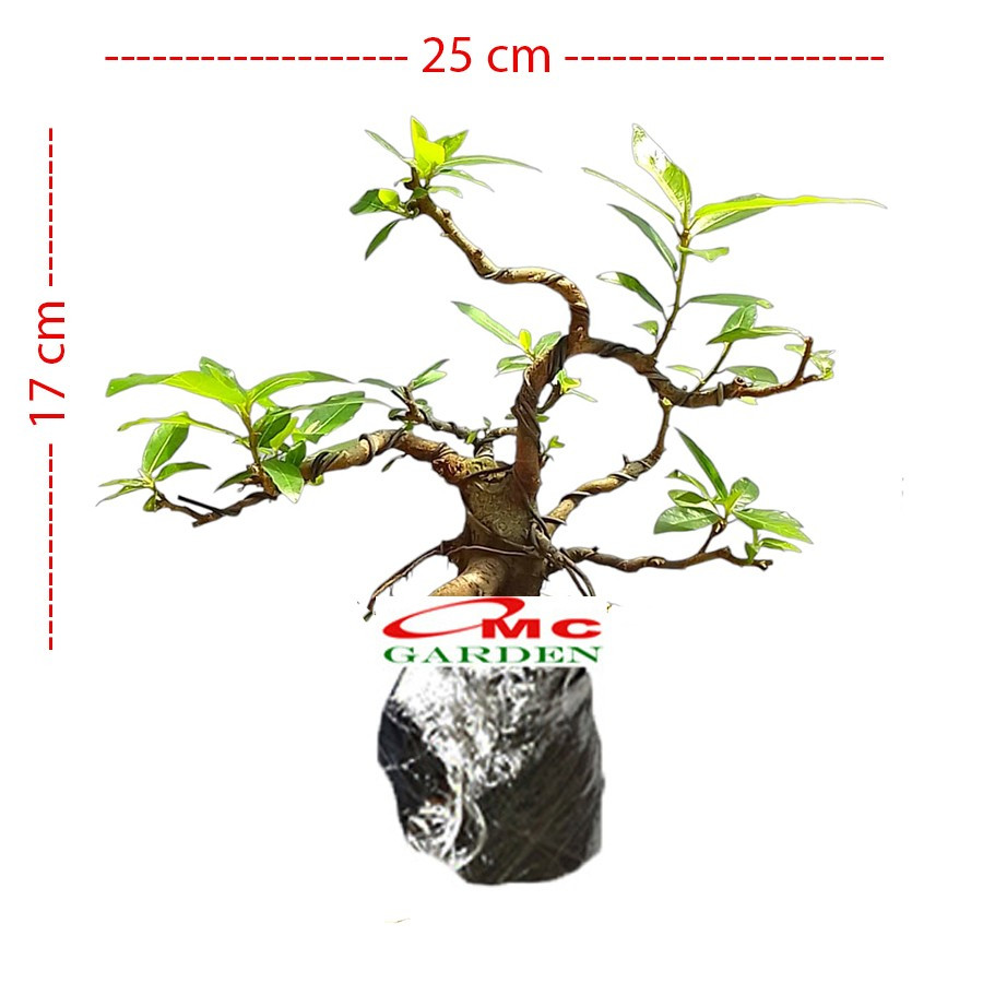Jual Bonsai Bonsae Mame Loa Ficus Racemosa 001 | Shopee Indonesia