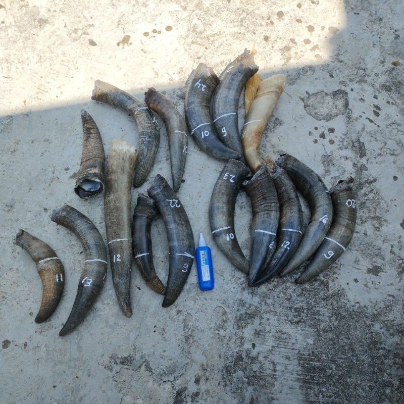 Jual tanduk sapi cocok untuk pipa rokok | Shopee Indonesia