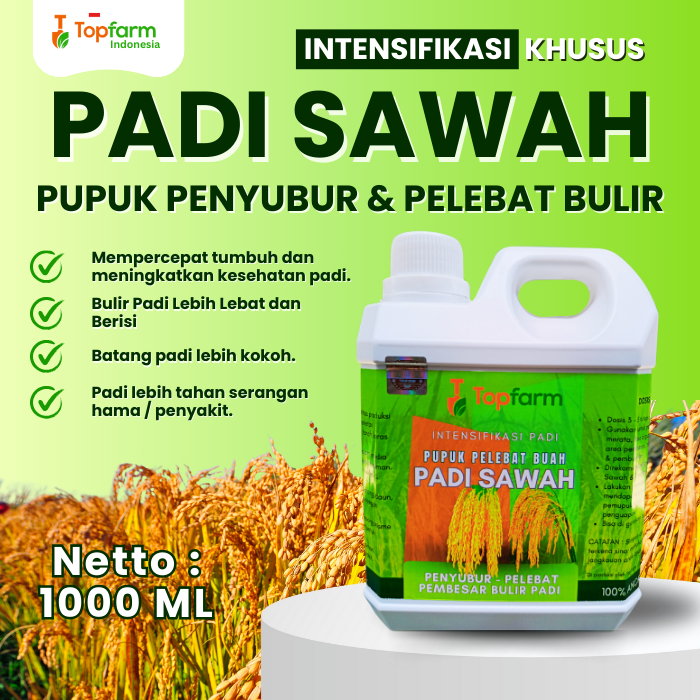 Jual Pupuk Booster Bulir Padi Merunduk Berisi / Pupuk Padi Sawah ...