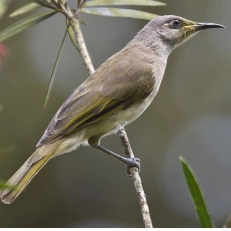 Jual Burung cak kombo pilihn jantan istimewa | Shopee Indonesia