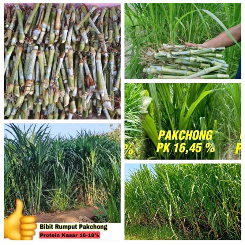 Jual BIBIT RUMPUT PAKCONG/PAKCHONG SUPER 1KG (PAKAN TERNAK) | Shopee ...