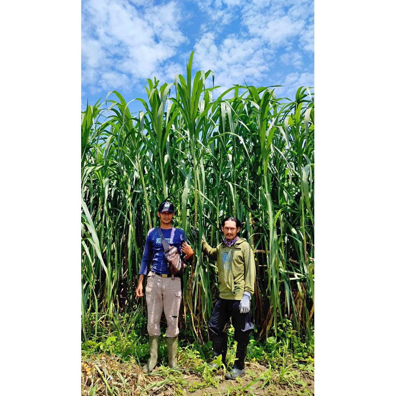 Jual 1 Kg Bibit Rumput Pakcong Super / Bibit Napier Pakcong / Bibit ...