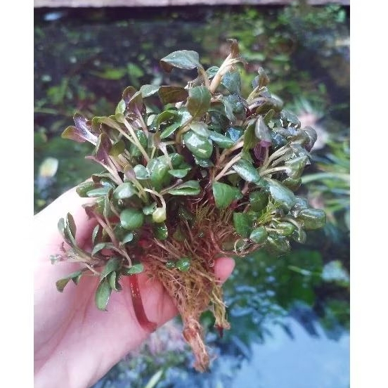 Jual Tanaman Aquascape LOBELIA | Tanaman Akuarium | Tanaman Hias ...
