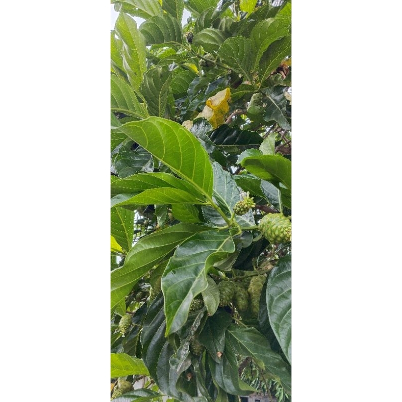 Jual DAUN MENGKUDU/ daun pace SEGAR 1KG | Shopee Indonesia