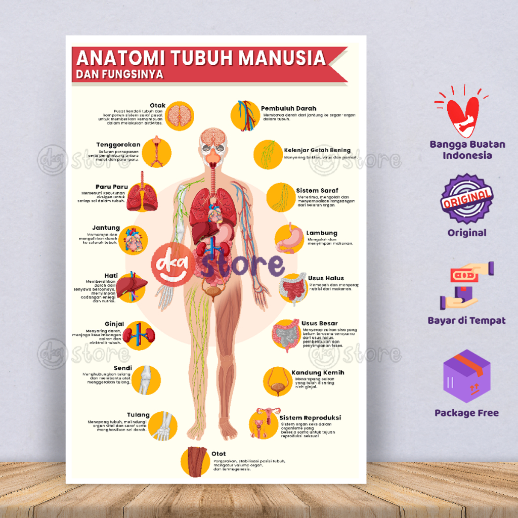 Jual Poster Edukasi Anatomi Fisiologi / Gambar Skema Mengenal Organ Tubuh Manusia dan Fungsinya ...