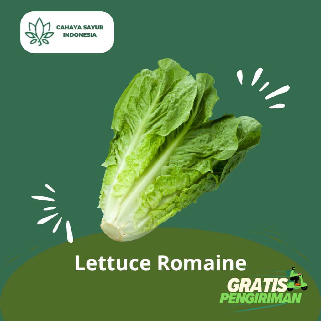 Jual Lettuce Romaine / Letus Romain / Selada Romaine 1Kg + Gratis Ongkir | Shopee Indonesia