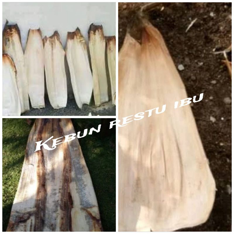Jual Pelepah pohon pinang panjang 50cm bahan kerajinan | Shopee Indonesia