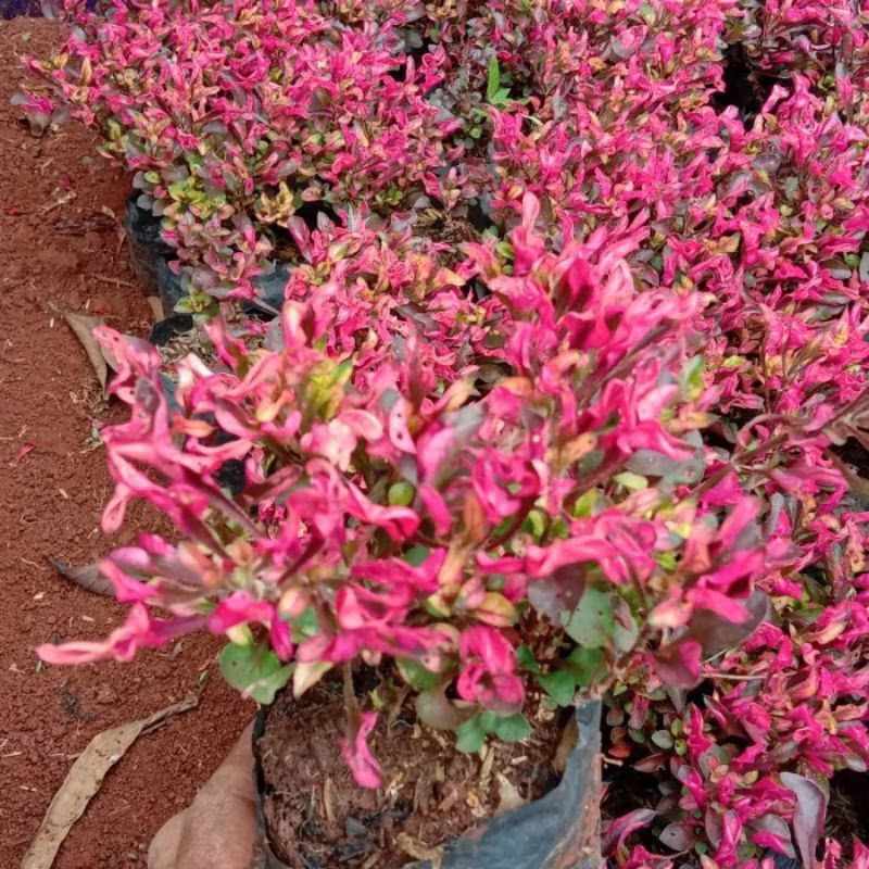 Jual paket 10 polibek krokot merah rimbun+Tanaman hias krokot+bisa cod ...