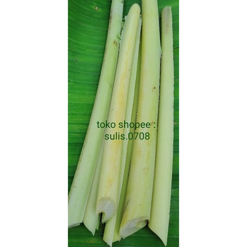 Jual Batang Daun Pisang isi 5 per pcs 50cm | tulang daun pisang ...