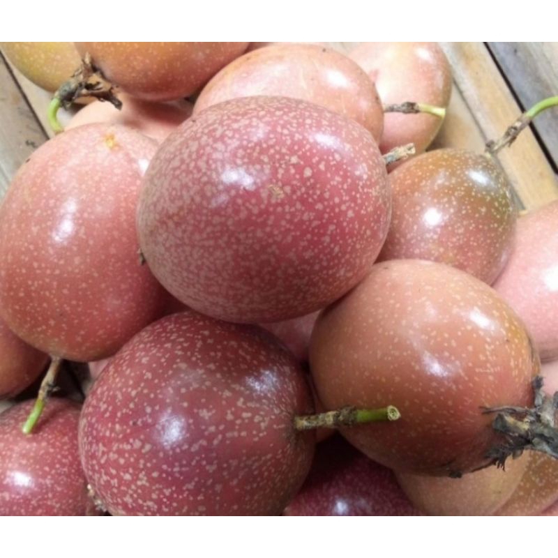 Jual buah markisa ungu per 500 grm | Shopee Indonesia