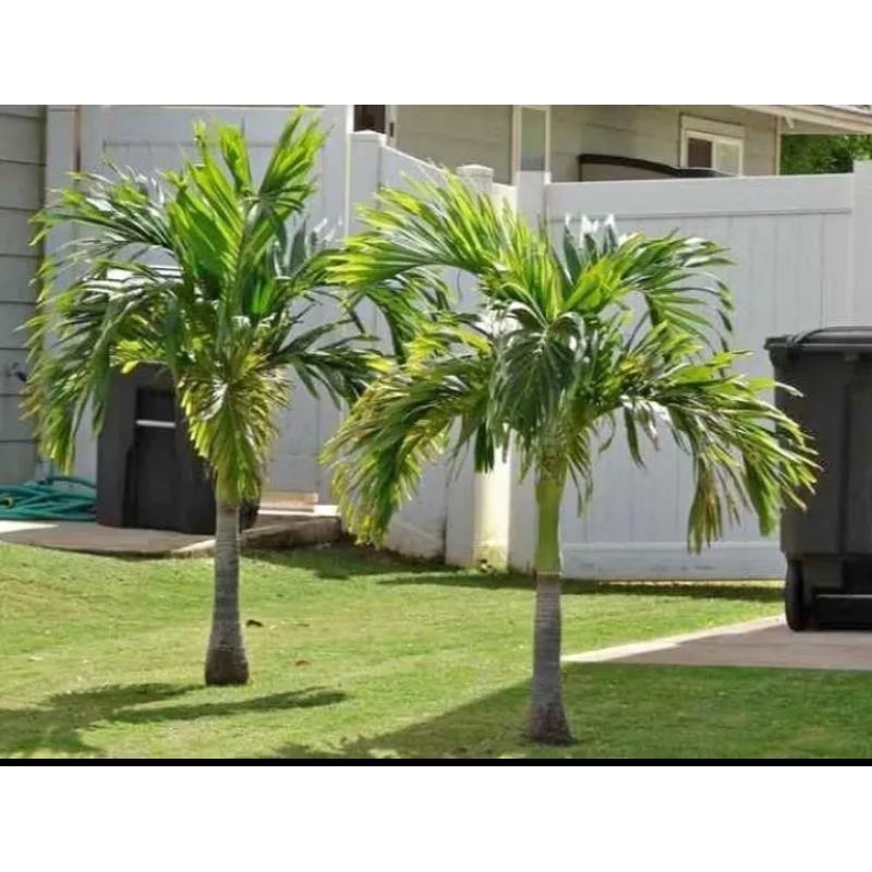 Jual Tanaman pelindung palem putri, tinggi 1 meter lebih+Pohon peneduh ...