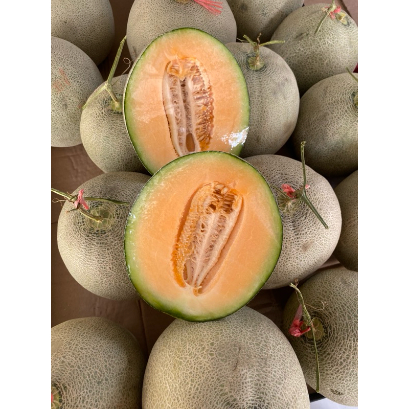 Jual Melon oren melon putih Lokal (Per Biji) | Shopee Indonesia