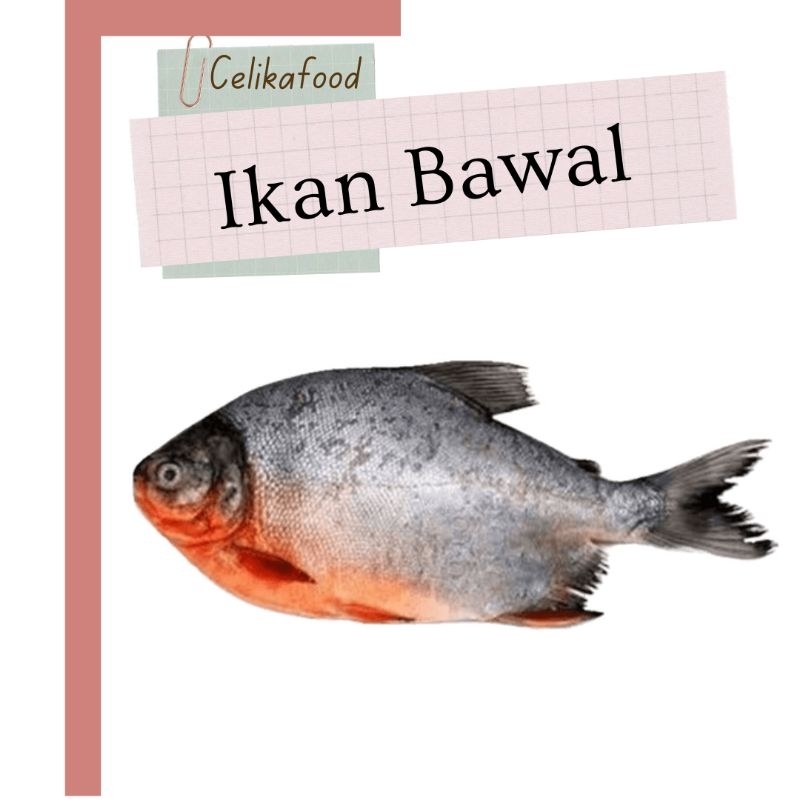 Jual Ikan Bawal Air Tawar 500gr Merah Fresh Fish | Shopee Indonesia