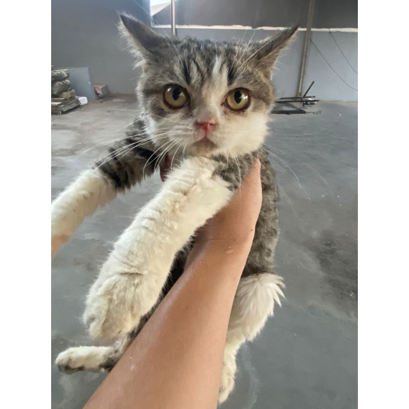 Jual Kucing BSH British Short Hair Tabby Cinnamon Lilac Blue Gold ...