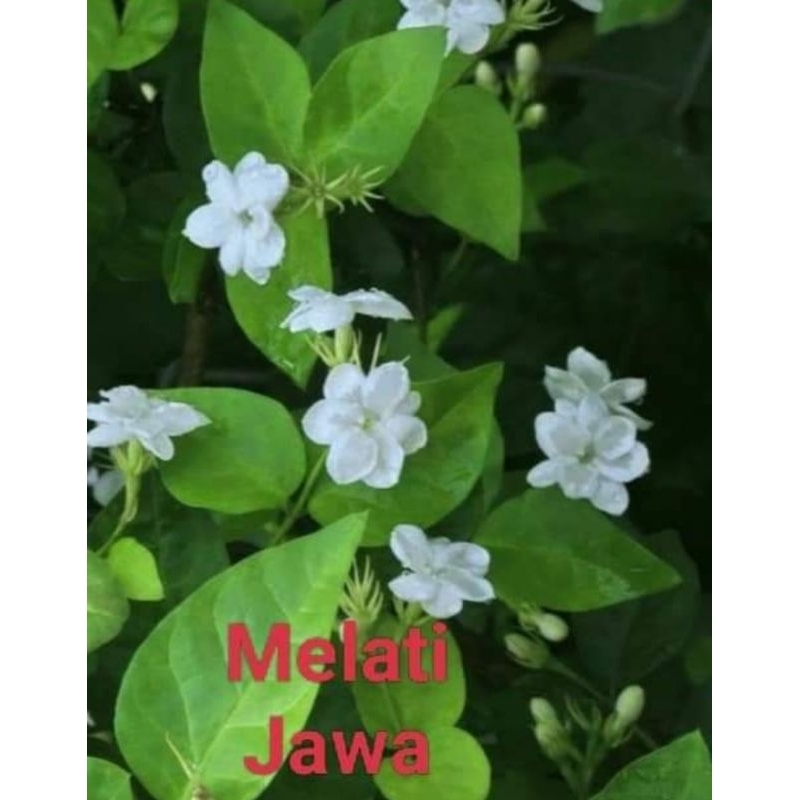 Jual Bibit Bunga melati sangat wangi (bebas pilih jenis) | Shopee Indonesia