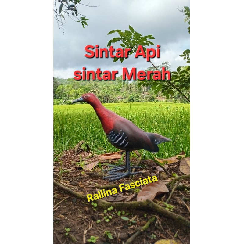 Jual boneka jontrot burung sintar merah / sintar api (new) | Shopee ...