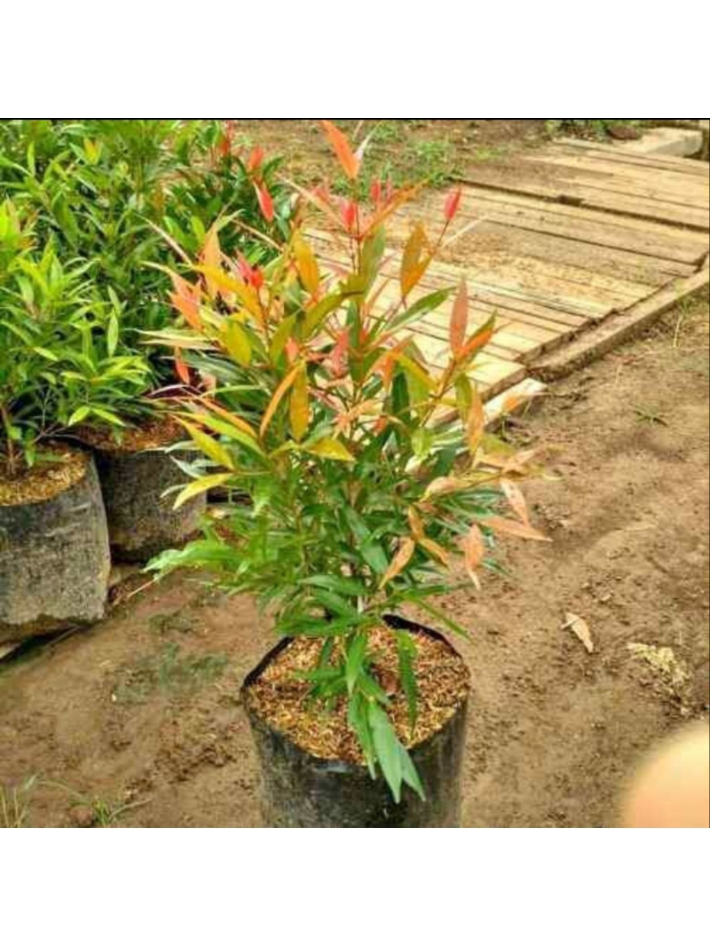 Jual bibit tanaman hias pucuk merah | Shopee Indonesia